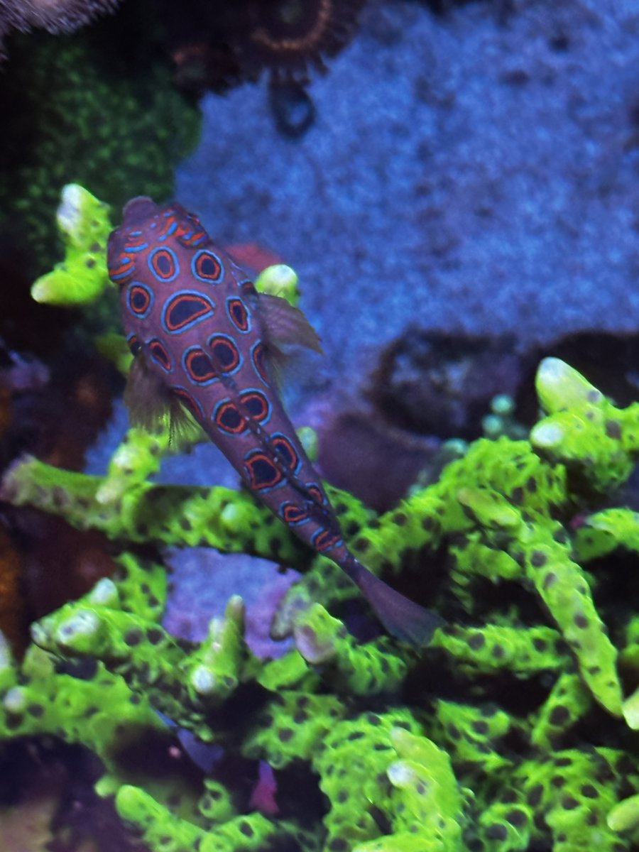 Spotted Mandarin Fish Pics | Reef2Reef