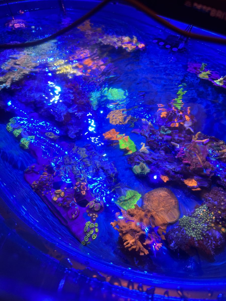 Build Thread - Anthony’s Red Sea XL 300 build - Mixed Reef | Page 5 ...