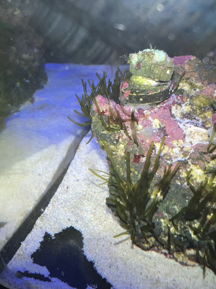 Sponge or Algae or What?! | Reef2Reef