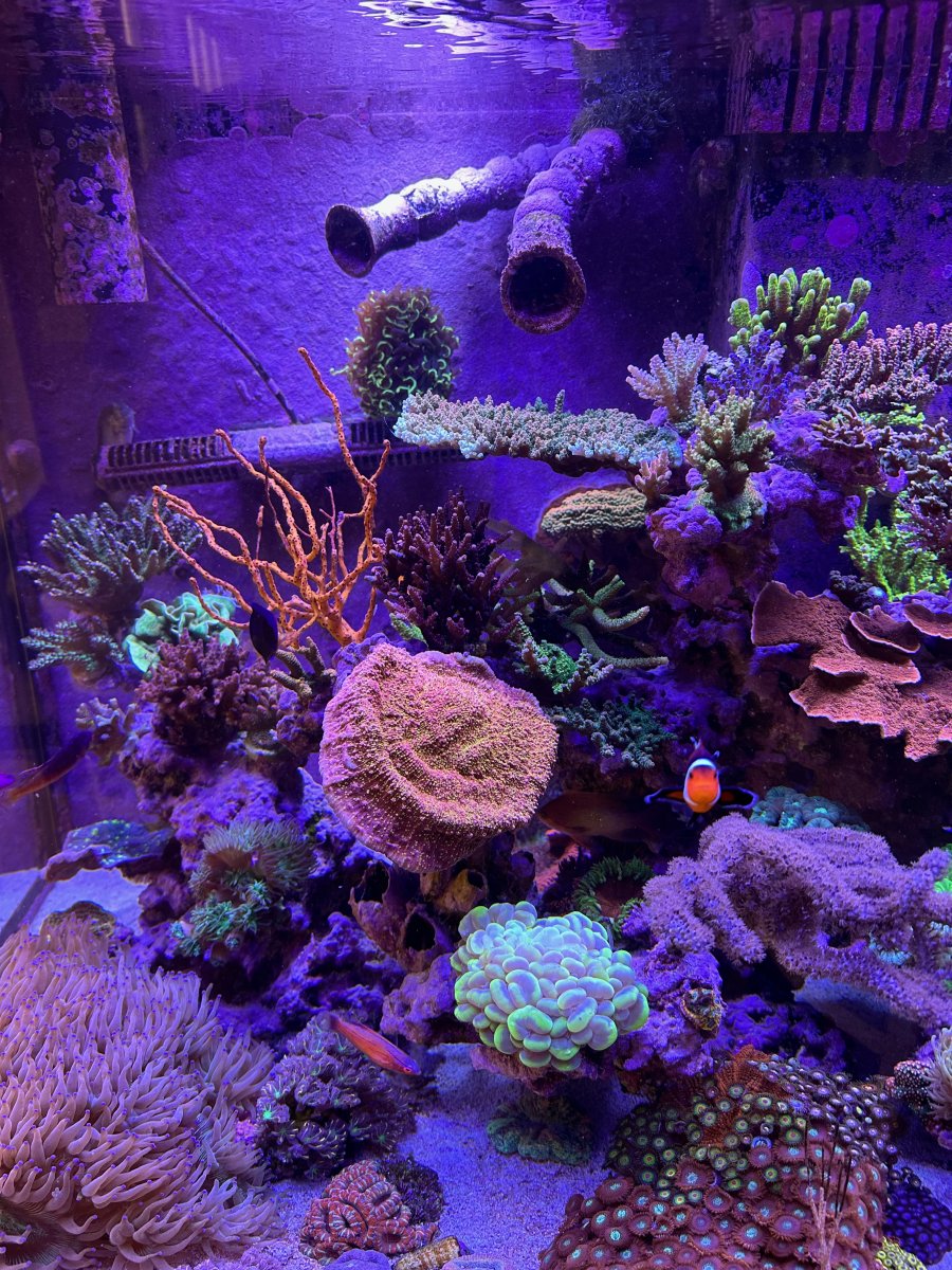 Feeding NPS gorgonian | Reef2Reef