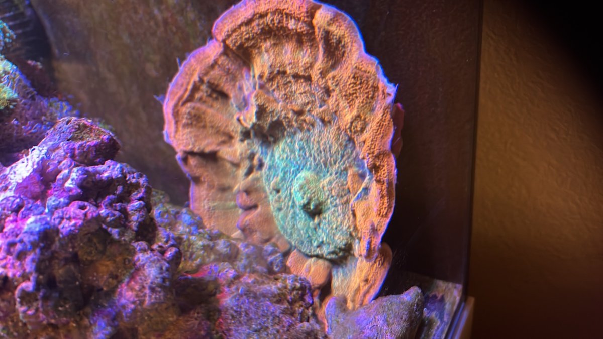 Build Thread - Apex Neptune Themed/Planet Crystalline Build! | Page 9 ...
