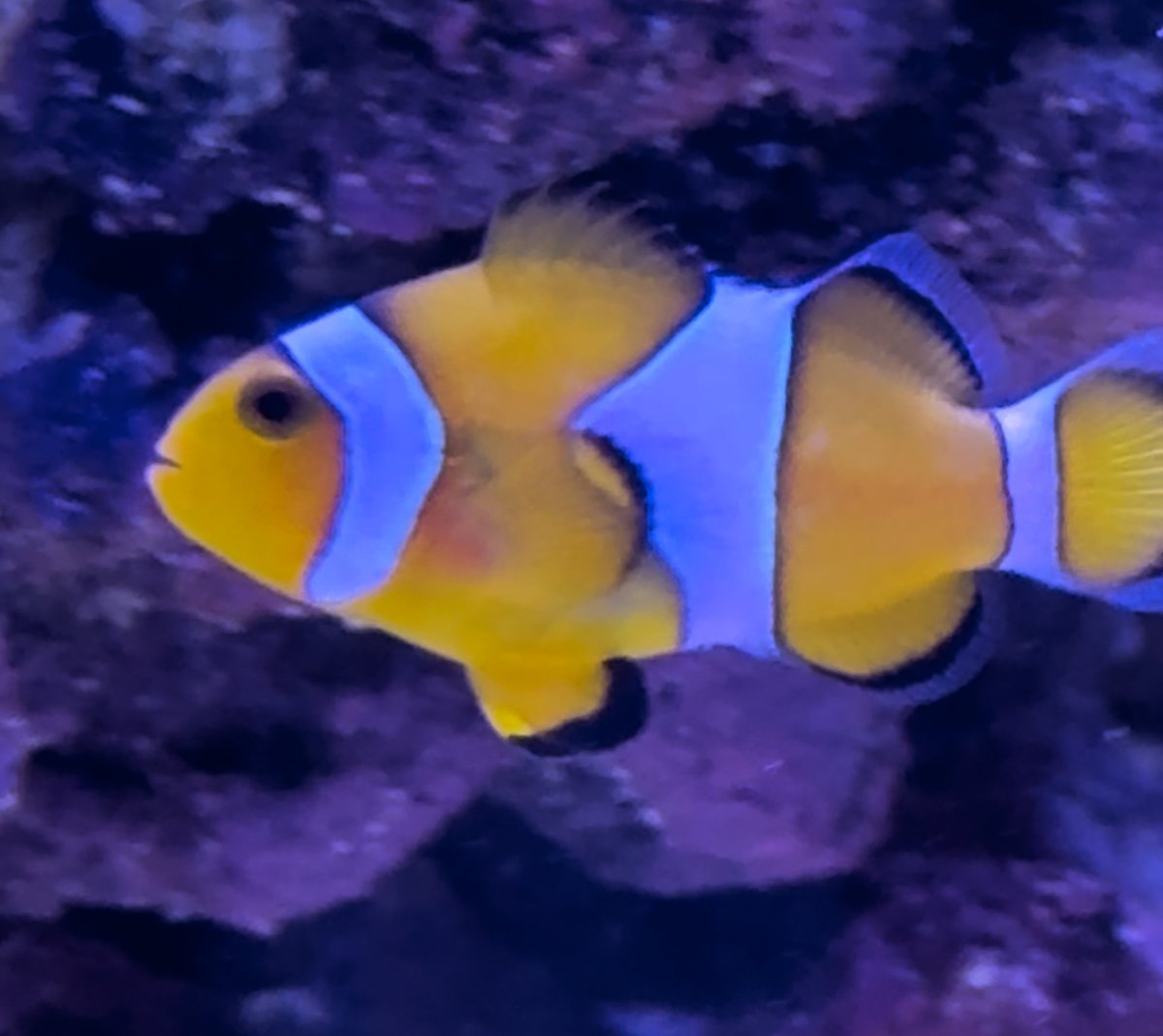 Sick clownfish? | Reef2Reef