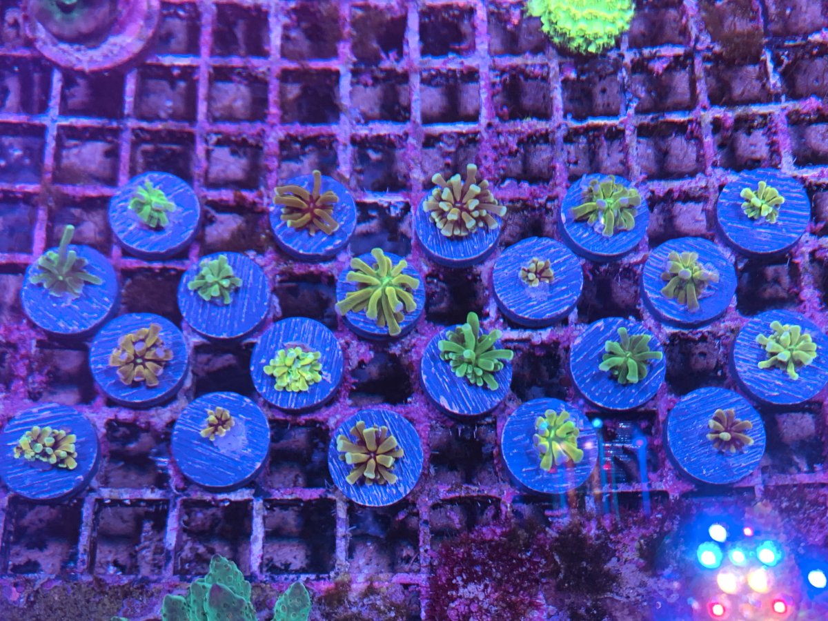 Lets see your Torch and Goni Gardens! | Page 2 | Reef2Reef