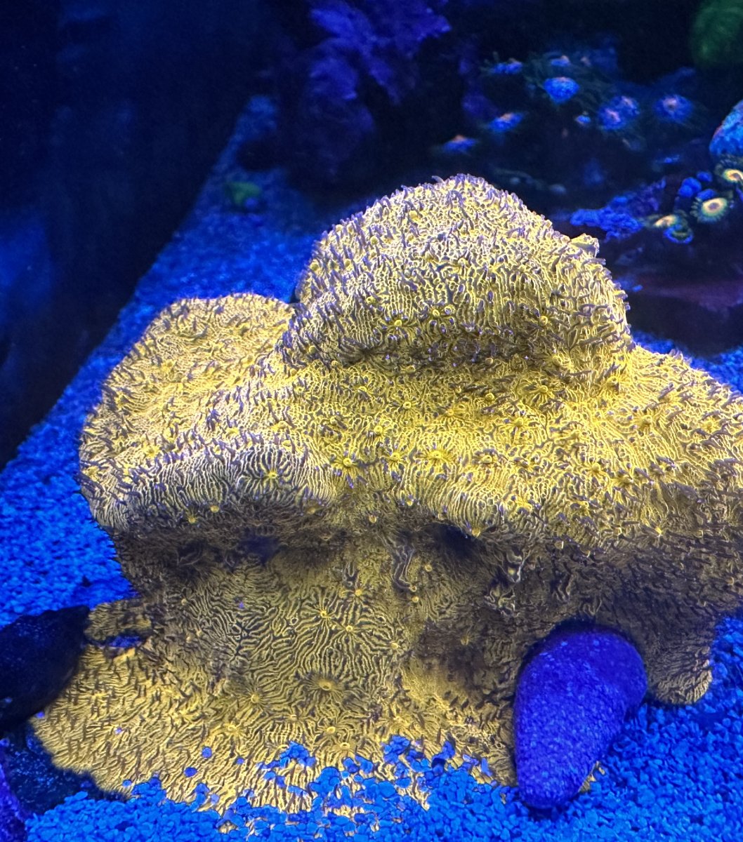 Orange Lepto knows it’s Halloween, Dam | Reef2Reef