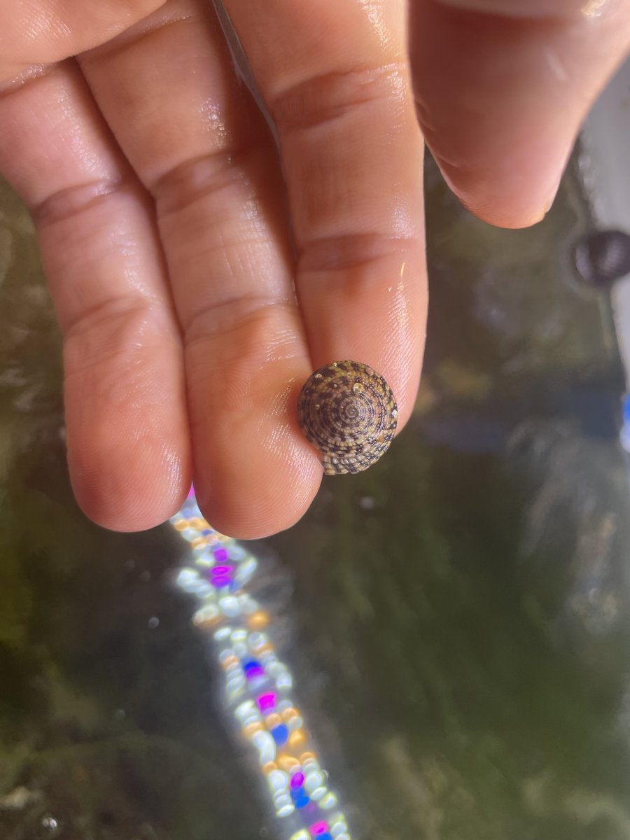 Weird snail ID? | Reef2Reef