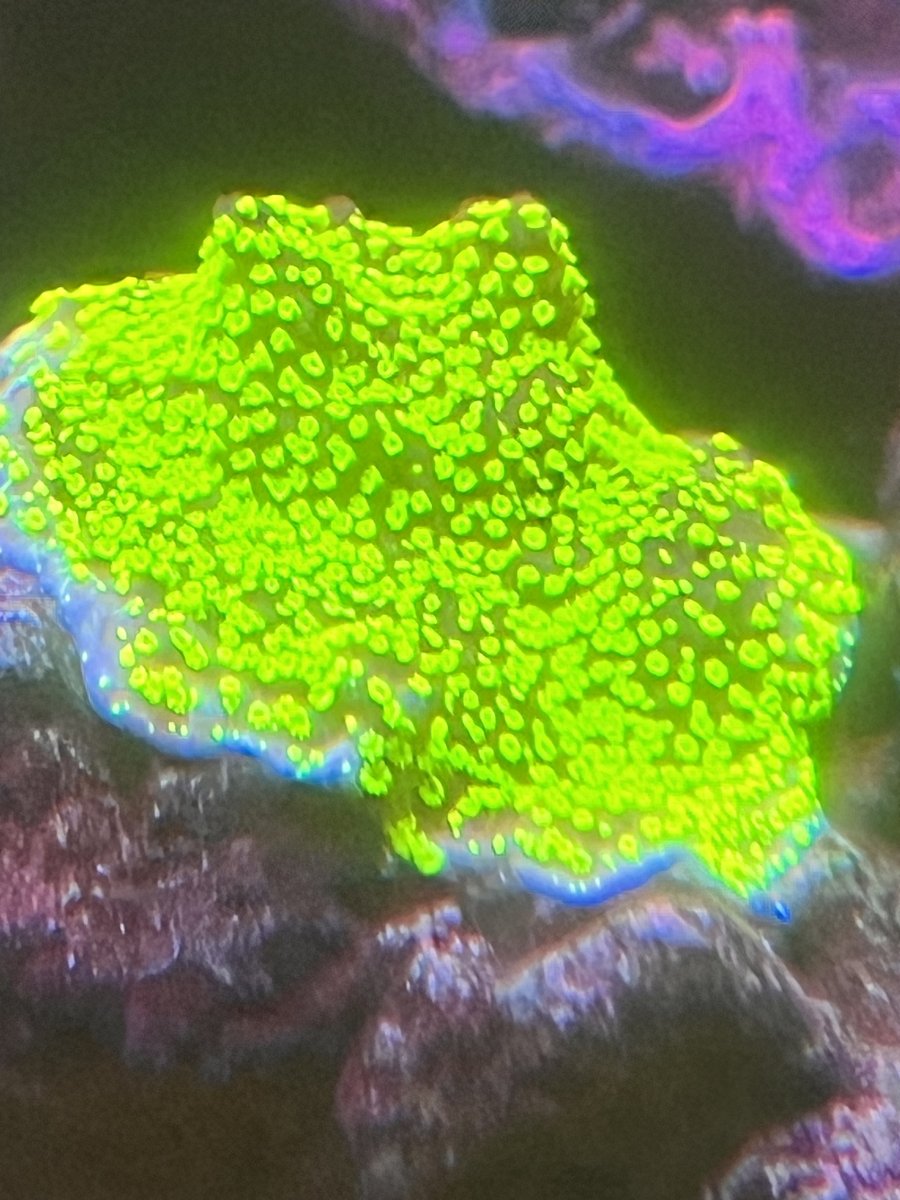 Easy sps | Reef2Reef