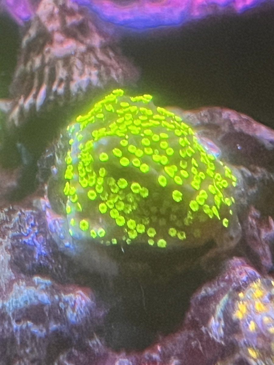 Easy sps | Reef2Reef