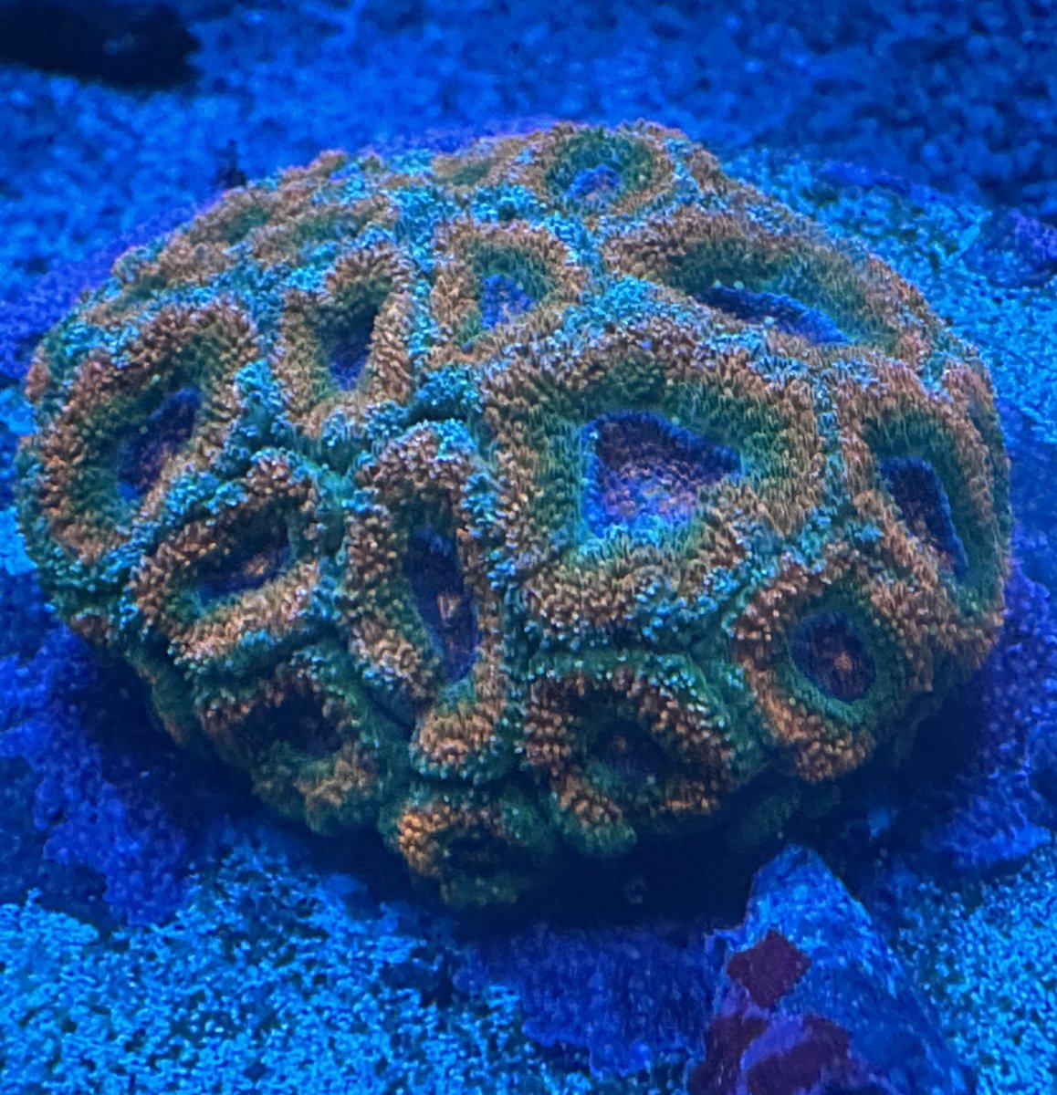 Bloody Mary Micro | Reef2Reef