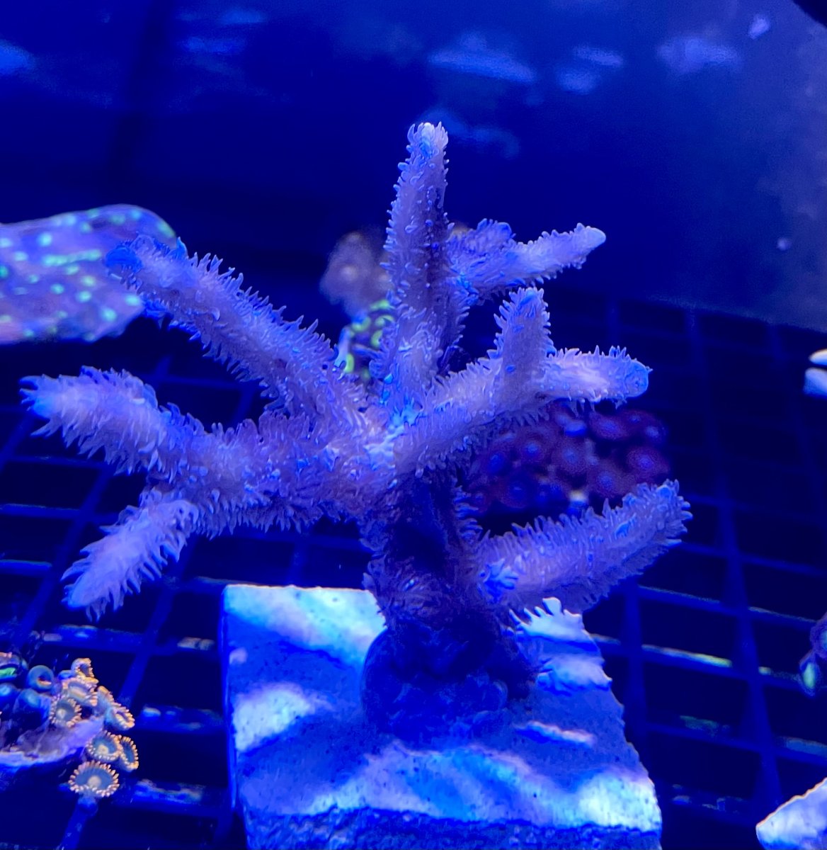 Coral ID please - I think these are considered SPS | Reef2Reef