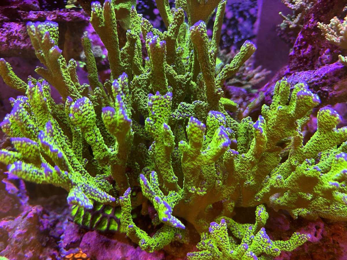 Large Build - RED SEA REEFER S1000 265g+25g Frag Tank | Page 4 | Reef2Reef