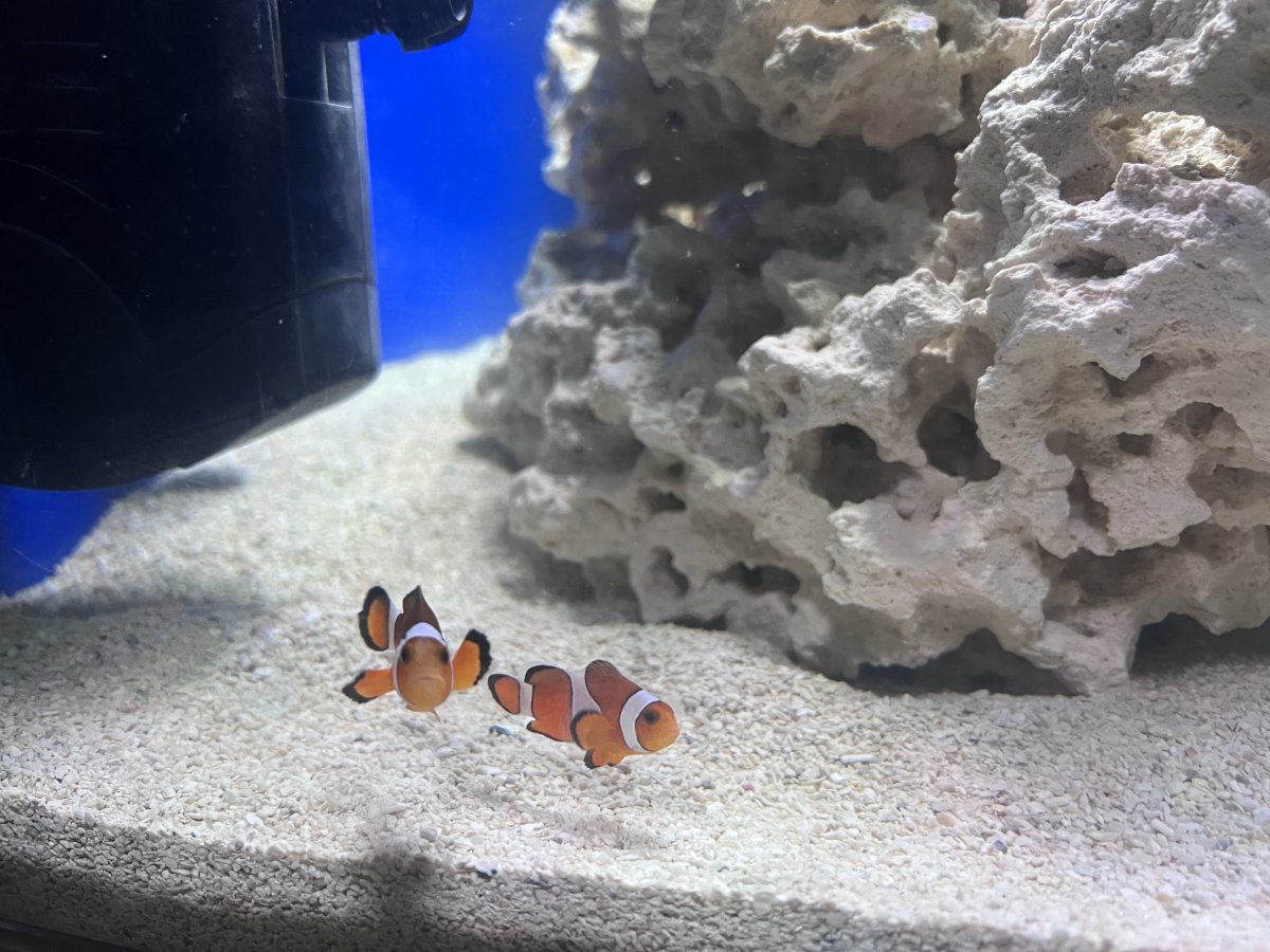 Build Thread - 40 gallon FOWLR | Reef2Reef