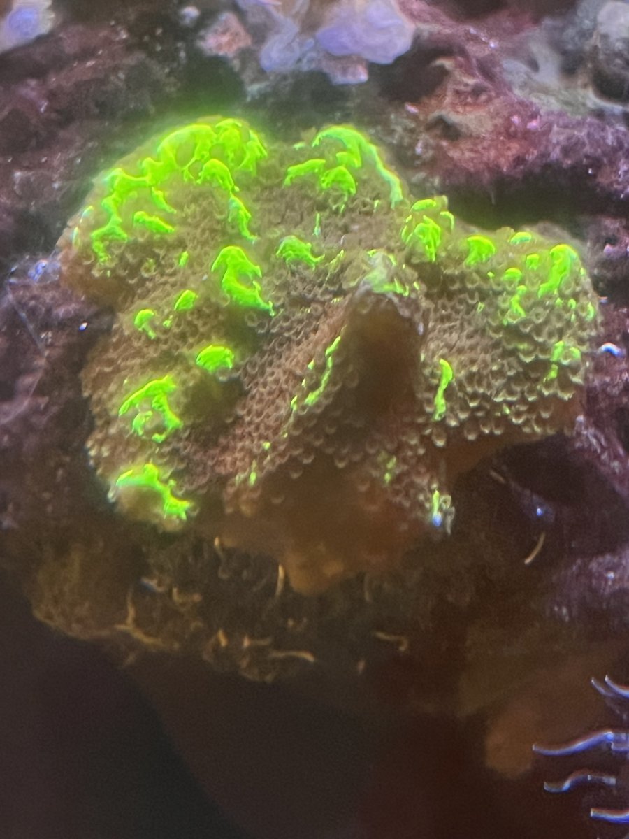 Easy sps | Reef2Reef