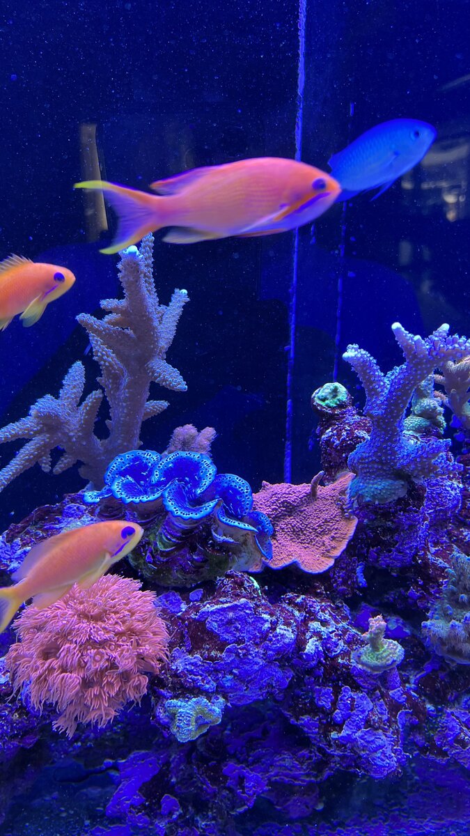 Mussle? Clam, 🧐 | Reef2Reef
