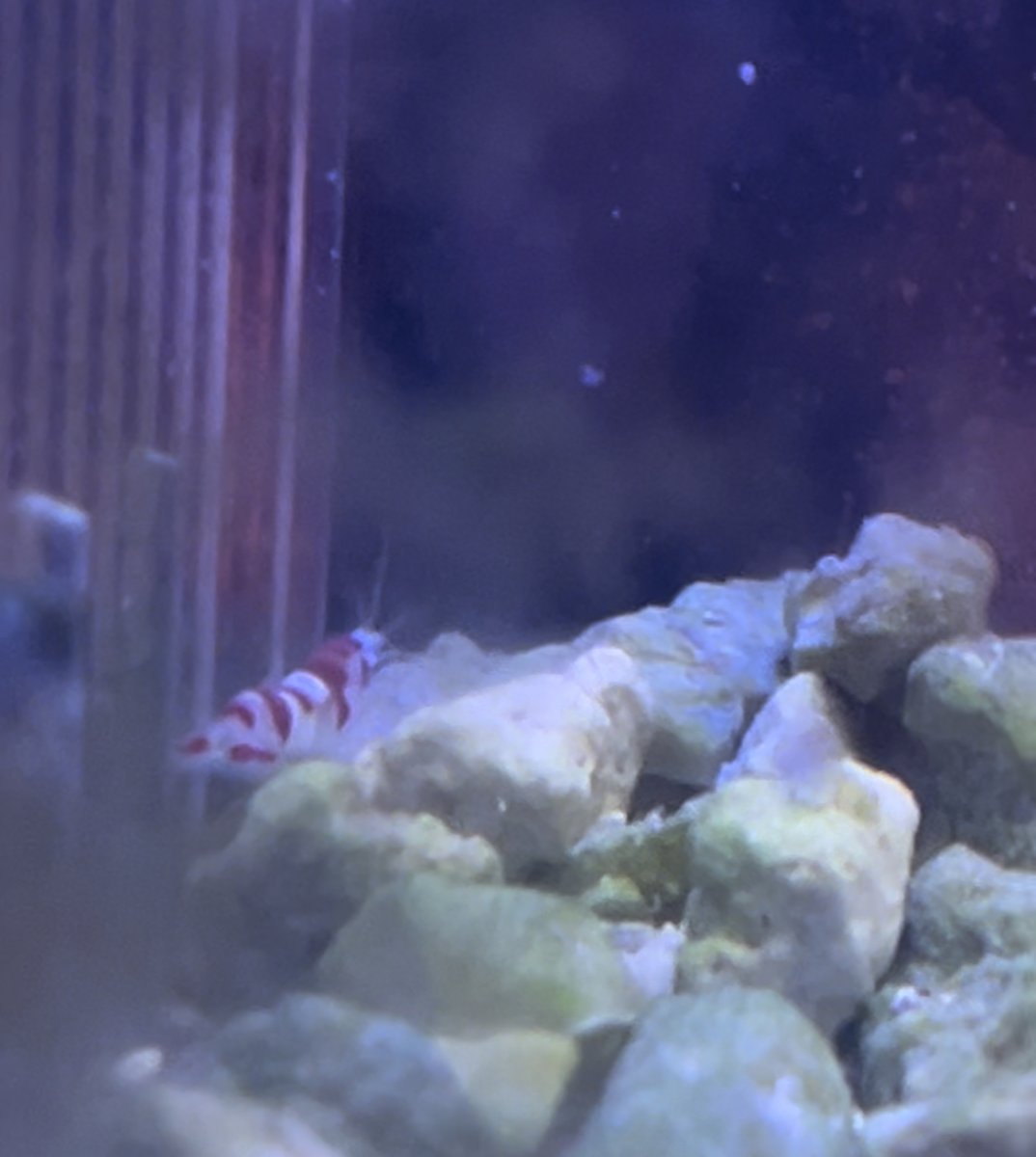 White cap goby & shrimp compatibility? | Reef2Reef