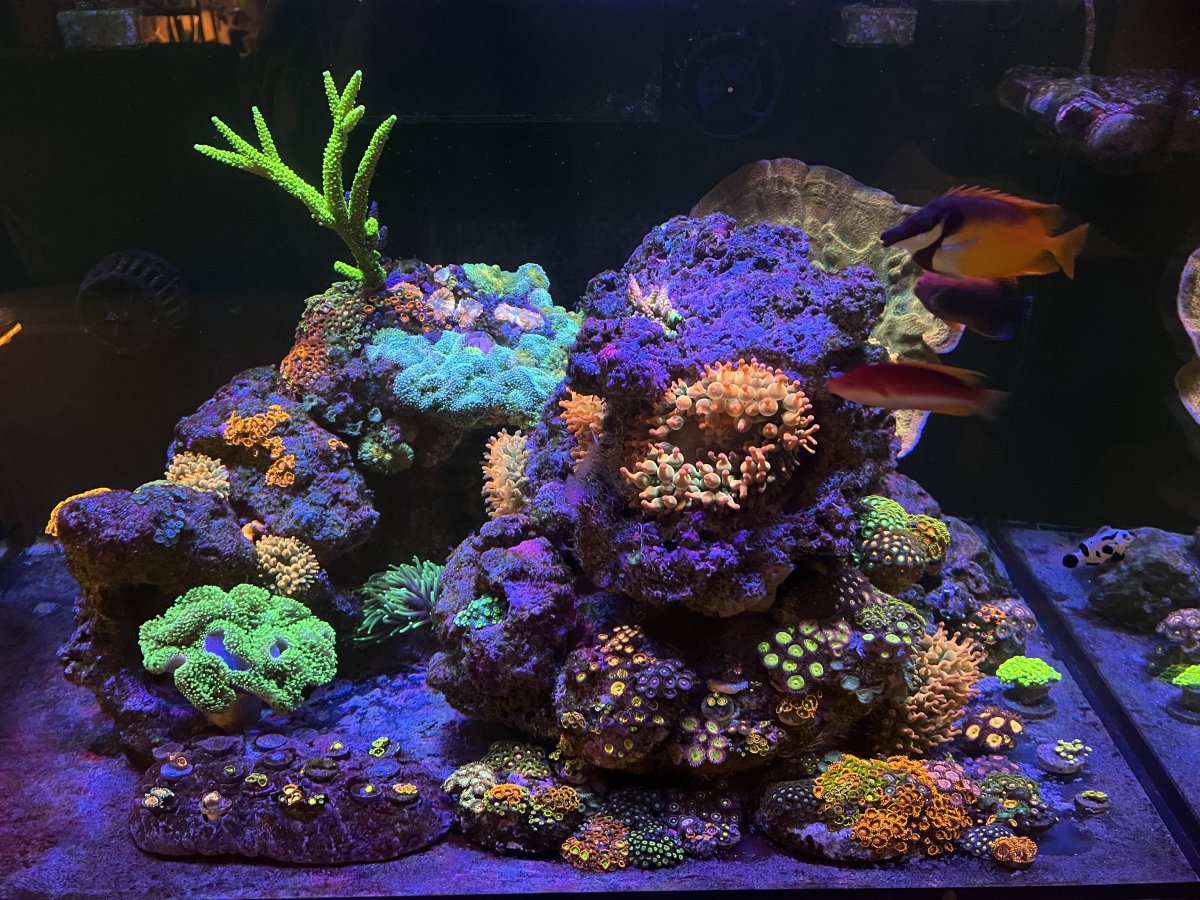 Build Thread - Apex Neptune Themed/Planet Crystalline Build! | Page 9 ...