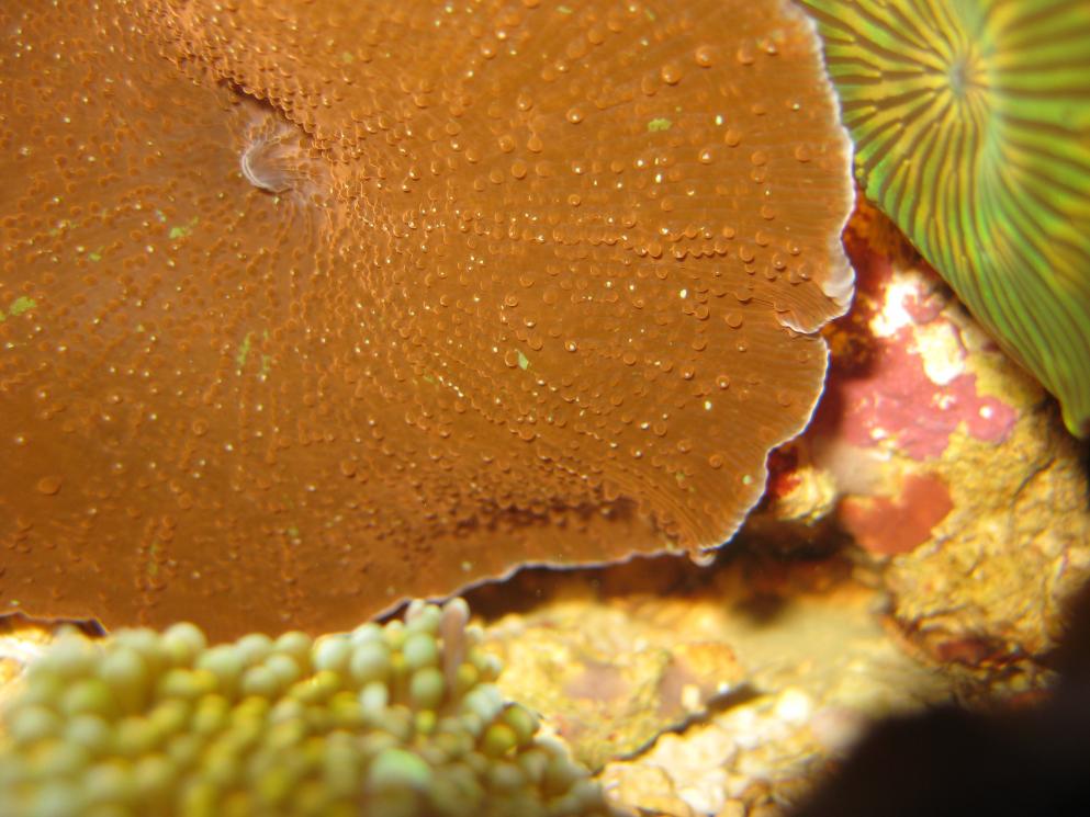 My common red discosoma are starting to speckle and streak | Reef2Reef