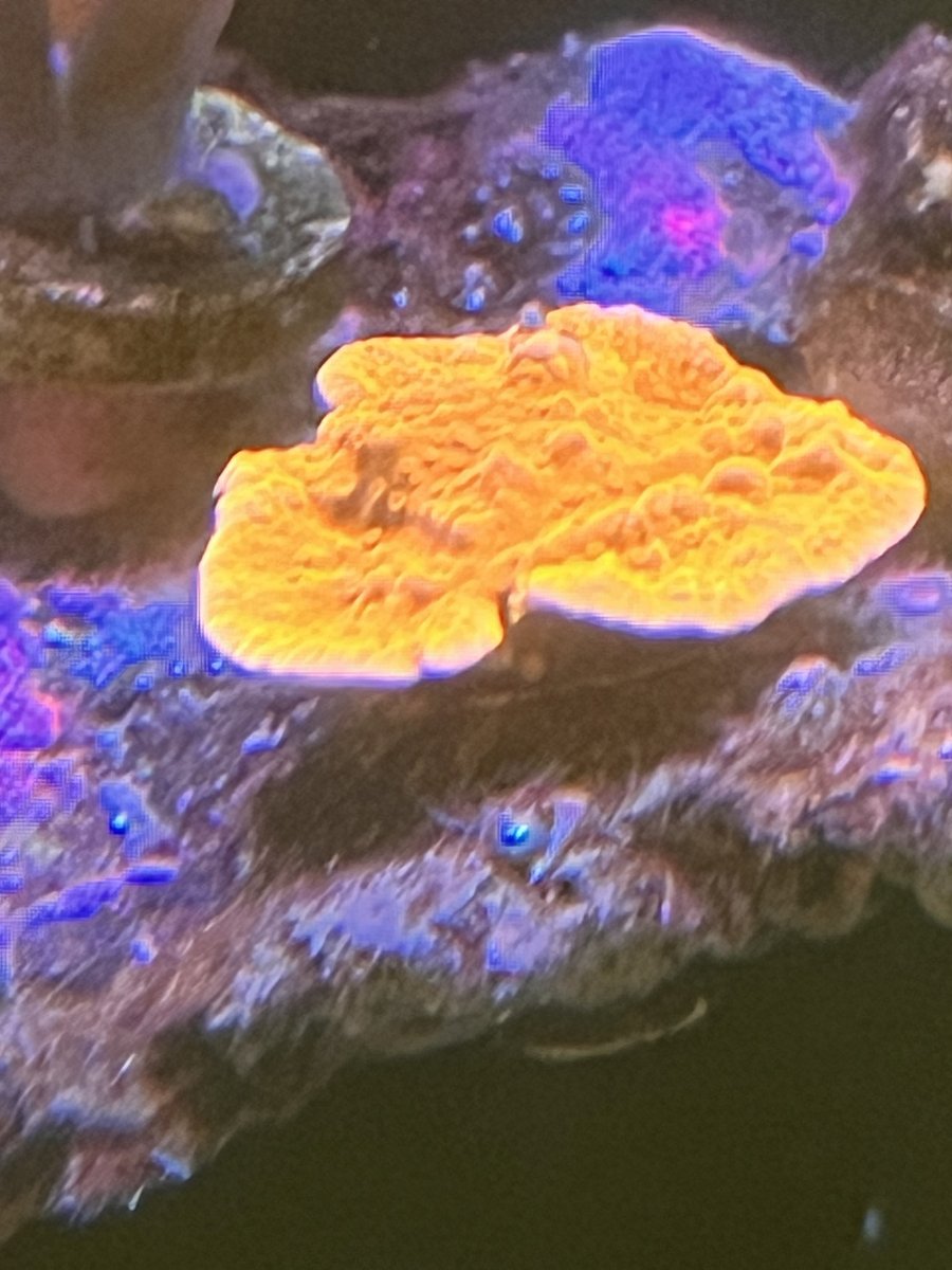 Easy sps | Reef2Reef