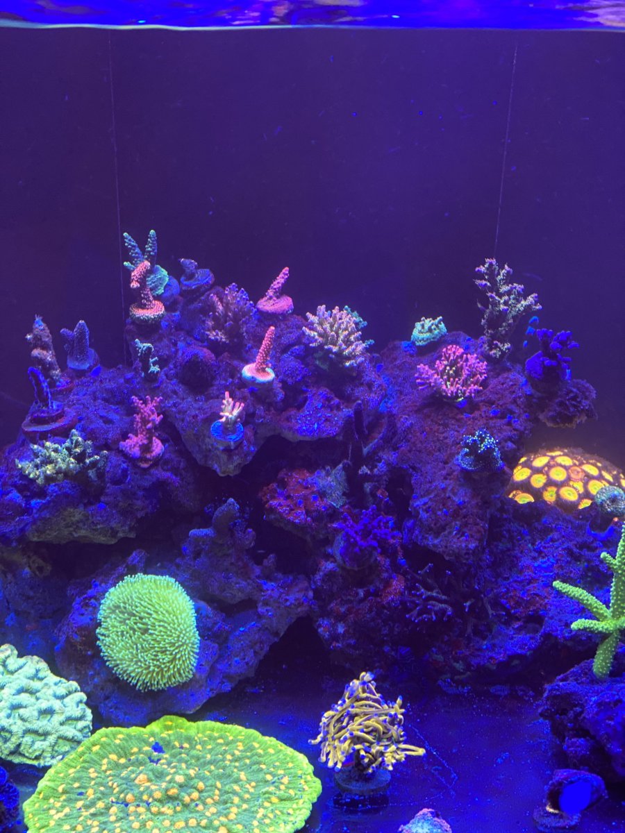 Build Thread - Swiss Red Sea Reefer 200XL Reef | Page 2 | Reef2Reef