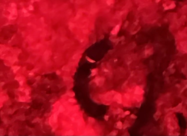 Black worm with tan line need ID | Reef2Reef