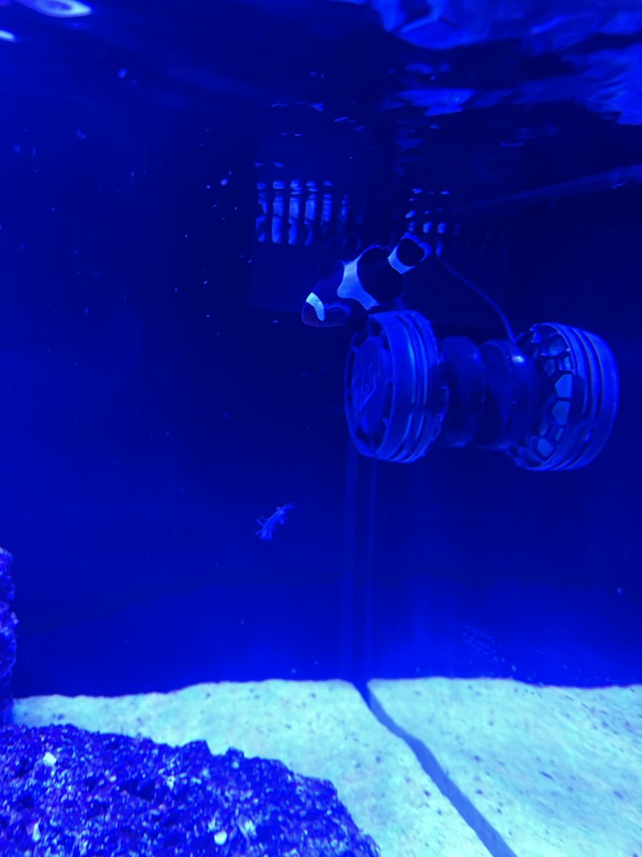 Little crustacean identification help!! | Reef2Reef