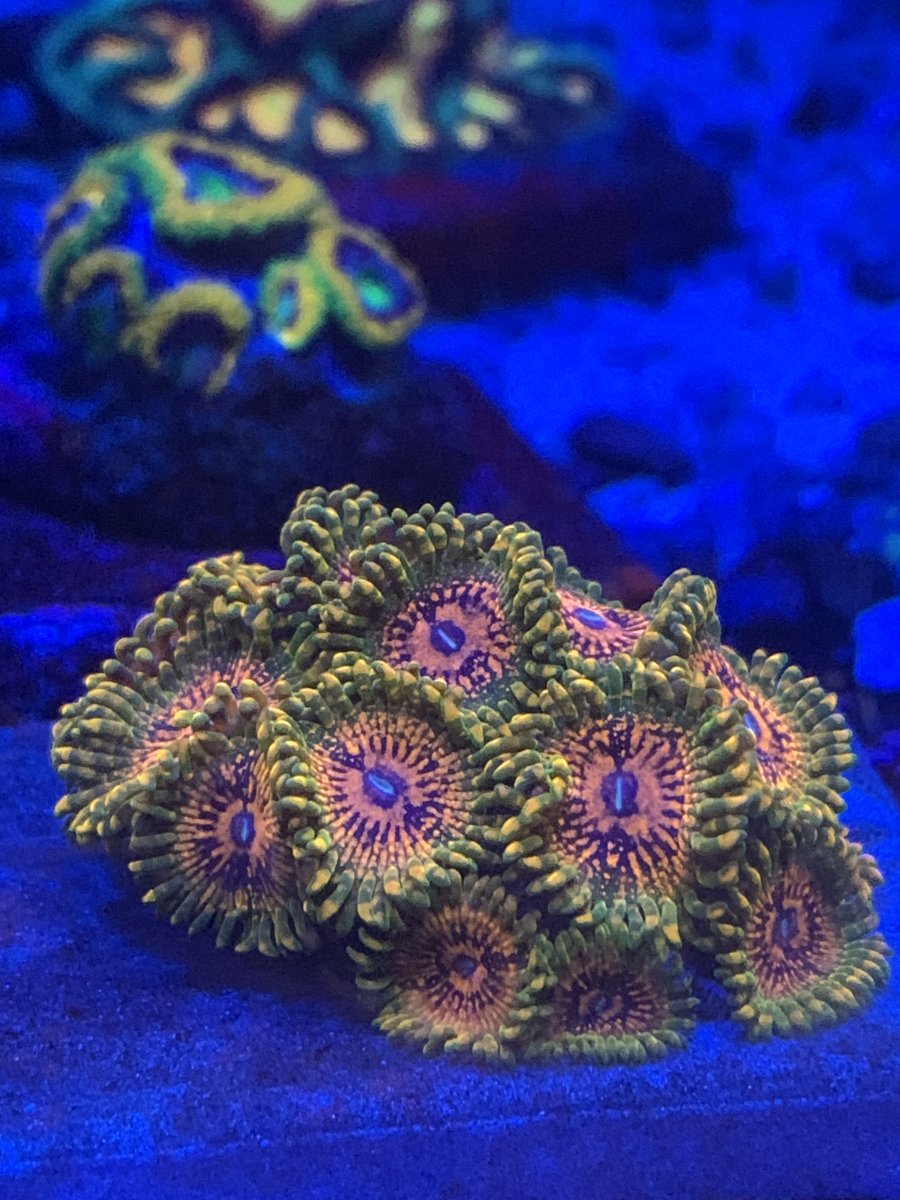 Who has the best looking zoa on here! Share with all of us! | Page 7 ...