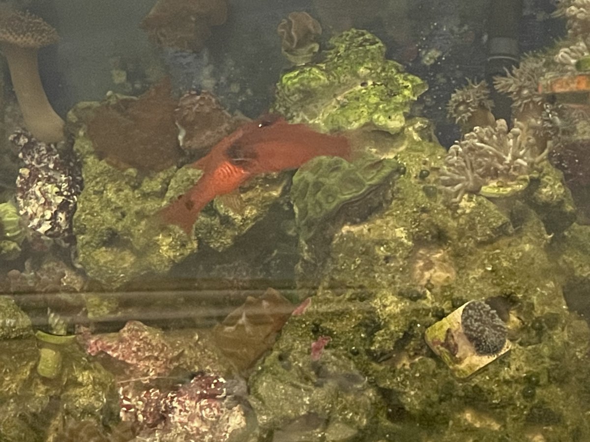 Flame Cardinalfish | Reef2Reef
