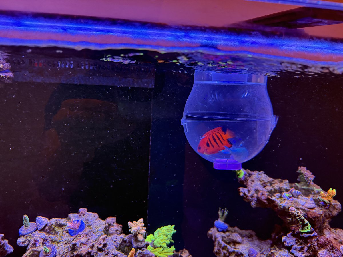 Nyos Fish Trap - It Can Work | Reef2Reef