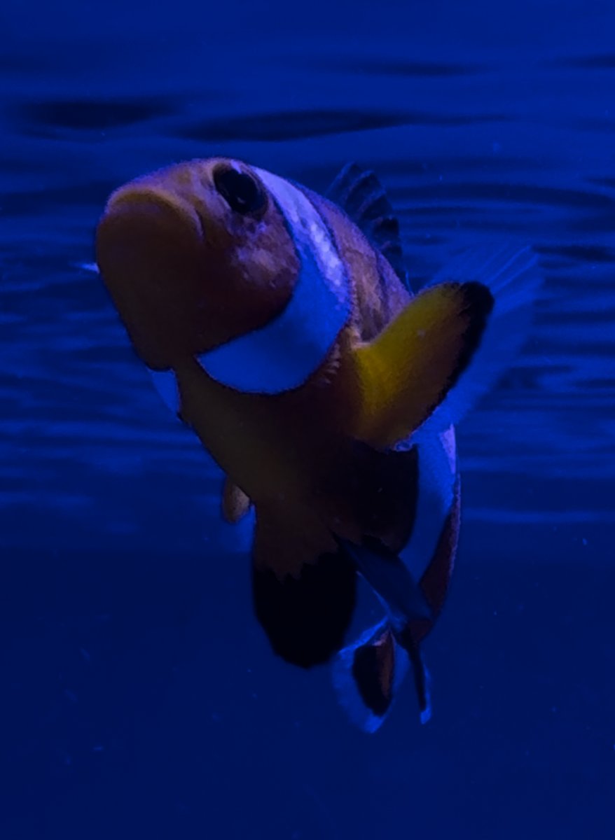 Clownfish sick? | Reef2Reef