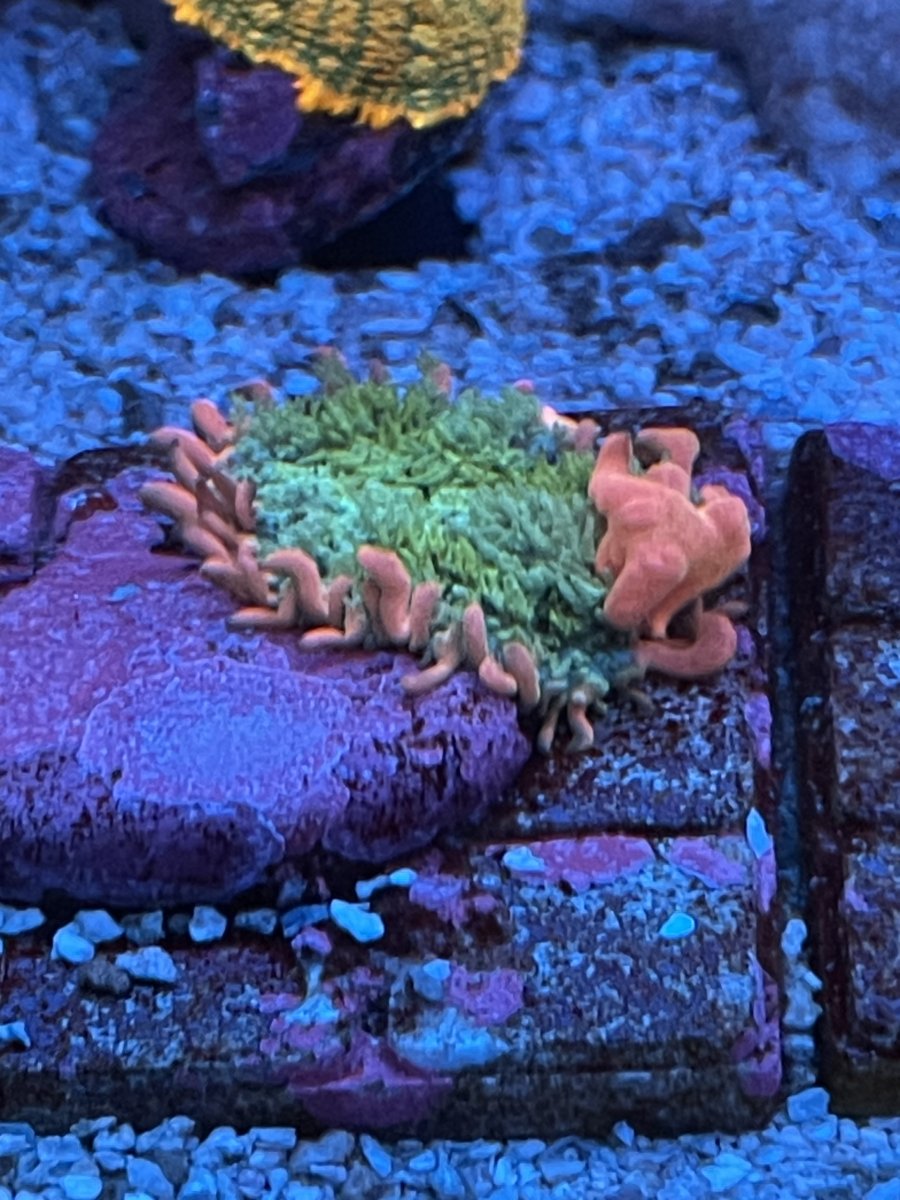 Connecticut - Live Goods - Mushroom bundle! Powerball Bounce ...