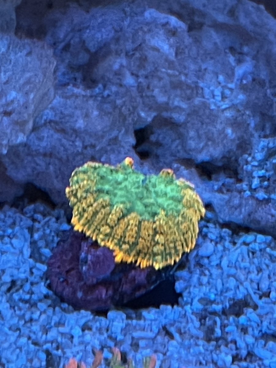 Connecticut - Live Goods - Mushroom bundle! Powerball Bounce ...