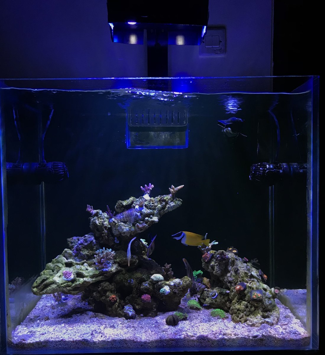 Reef Showcase - Introducing "The Burning Cemetary" nano mixed reef tank ...