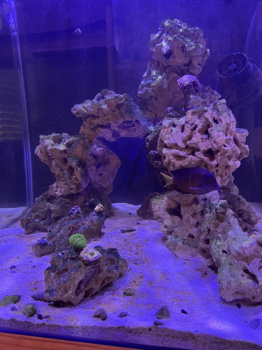 Show Me Your Aquarium! Need Visual Guidance & Help Selecting Size ...