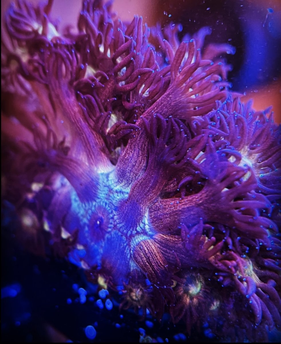 Illinois - SOLD - two different red glitter gonis for sale + some ...