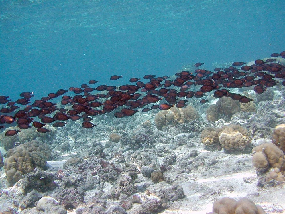 Is this fish really this color? | Reef2Reef