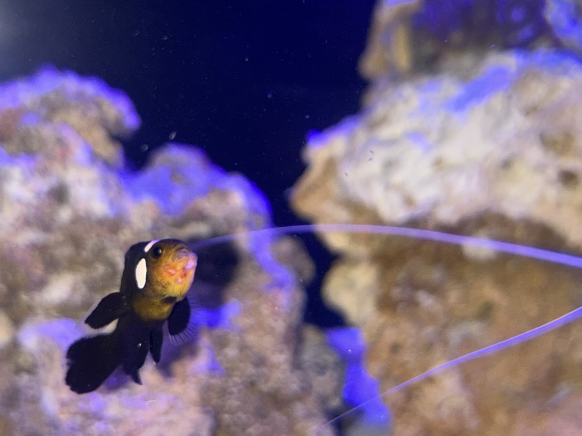 EMERGENCY - Clownfish Blood Spots | Reef2Reef