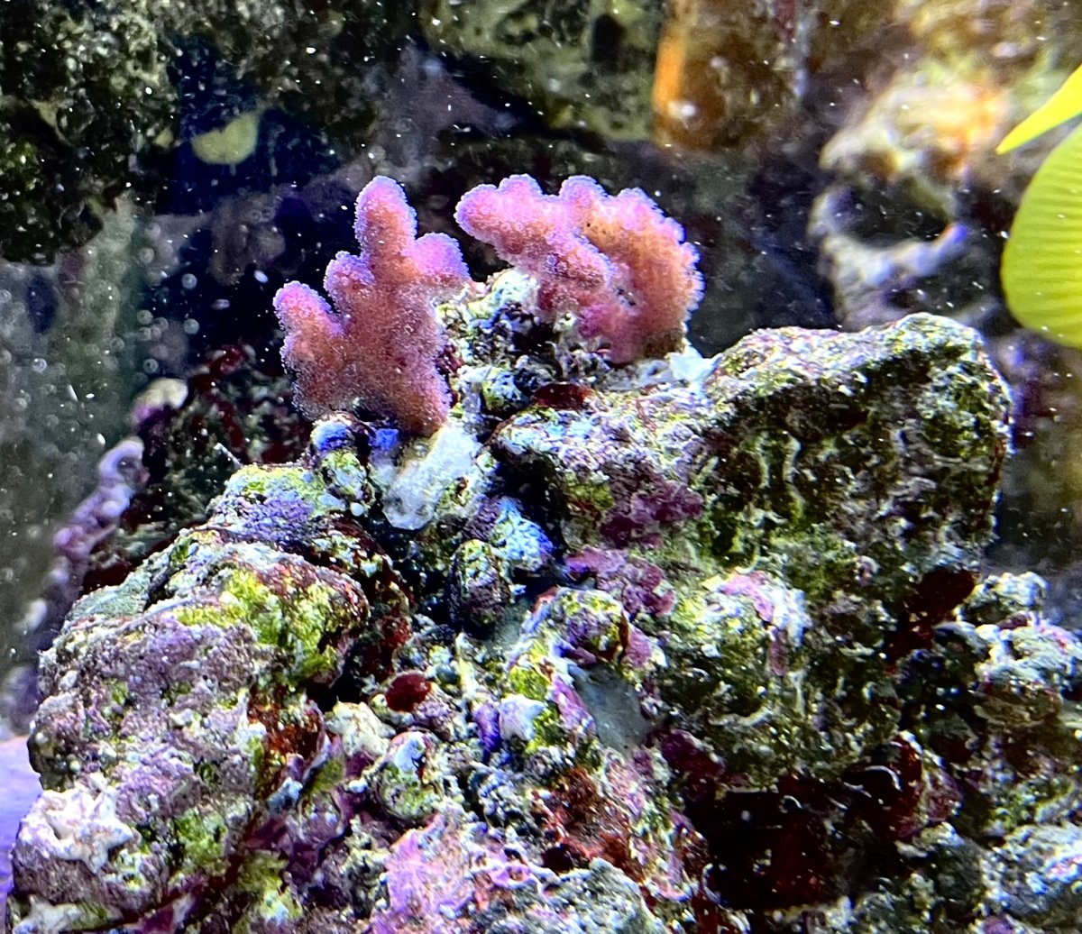 Mounting corals side by side to produce a stronger base! | Reef2Reef