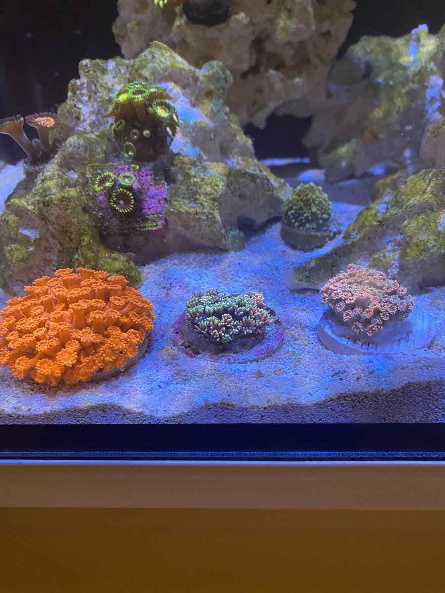 Nano Build - Innovative Marine 15G Journey | Reef2Reef