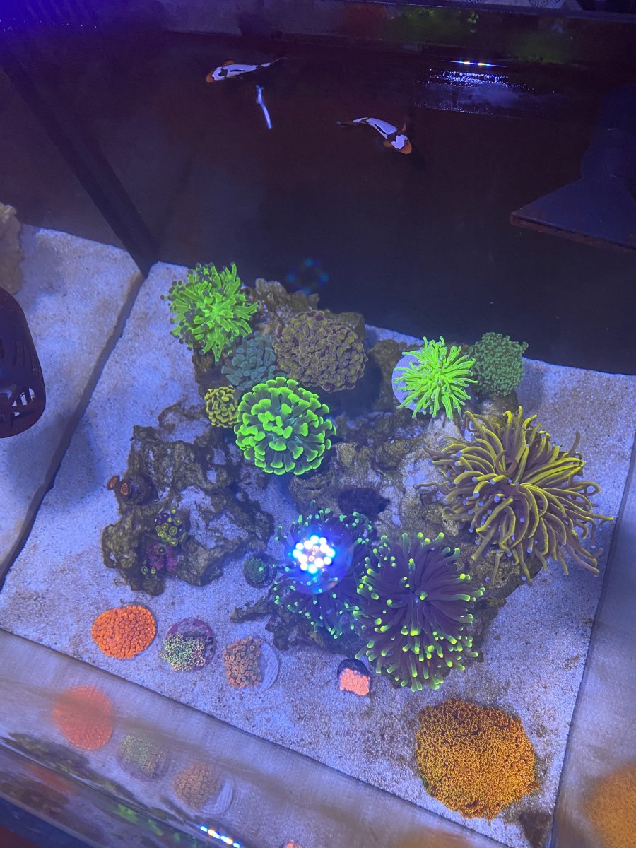 Nano Build - Innovative Marine 15G Journey | Reef2Reef