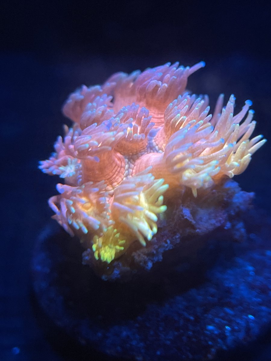 Monster Build - my new baby... AKA The Café | Page 3492 | Reef2Reef