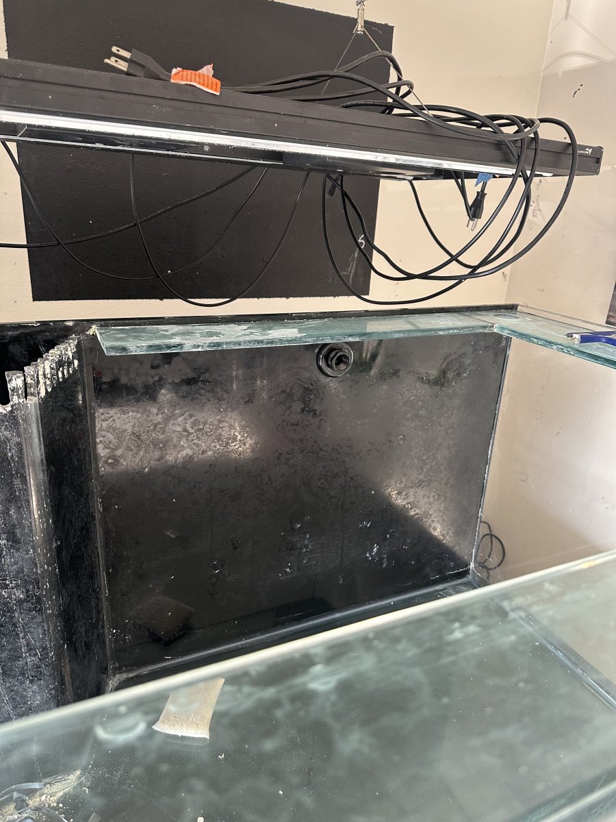 Euro bracing help | Reef2Reef