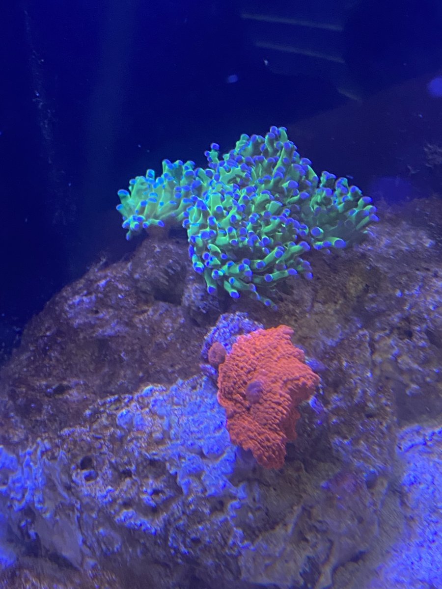 Jaw Breaker Mushrooms | Reef2Reef