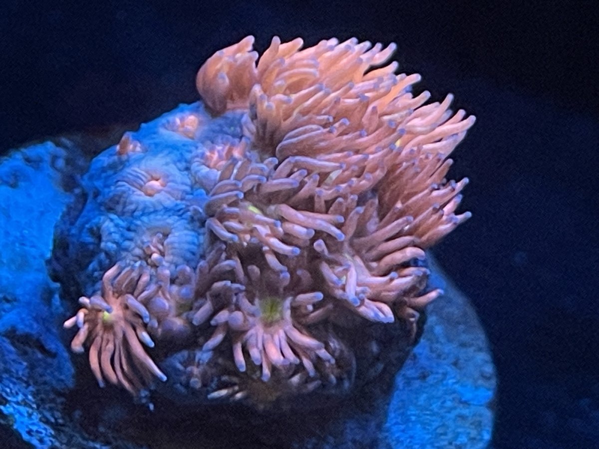 Monster Build - my new baby... AKA The Café | Page 3492 | Reef2Reef