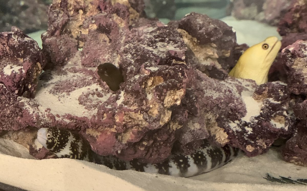 My dream eel finally! | Page 2 | Reef2Reef