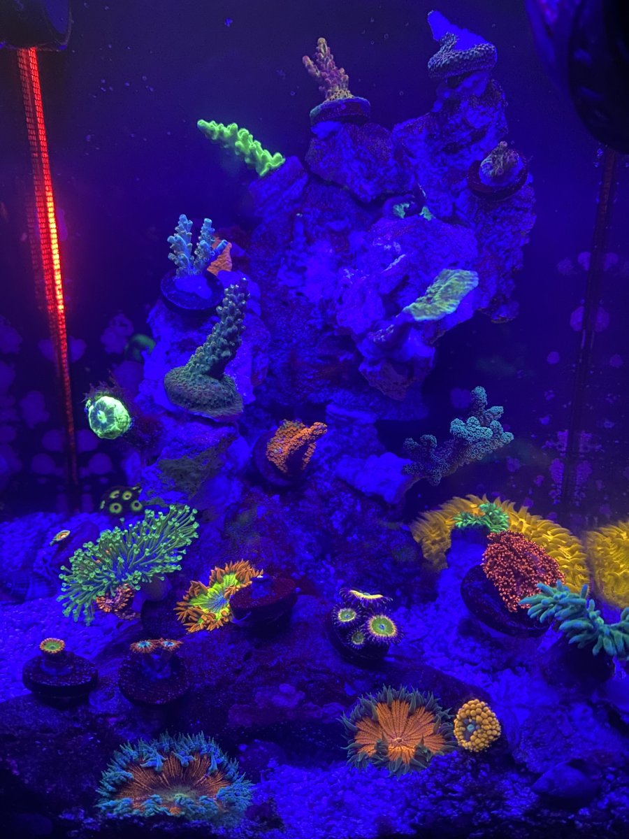 Nano Build - Fluval Spec III 2 Gallon Mixed Reef | Reef2Reef