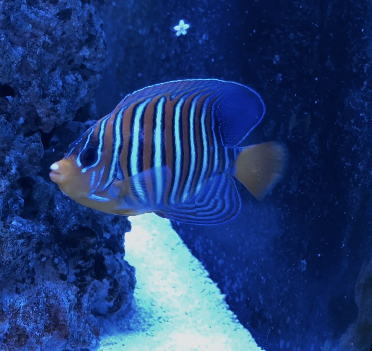 Regal Angel eating | Reef2Reef