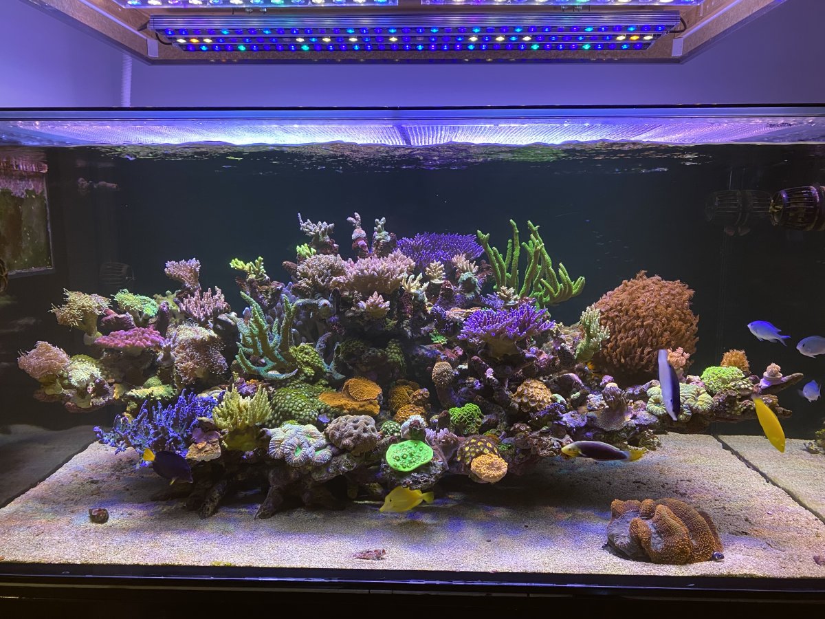 2024 Full Tank Shots (FTS) photos! Show off your reef here! | Page 2 ...