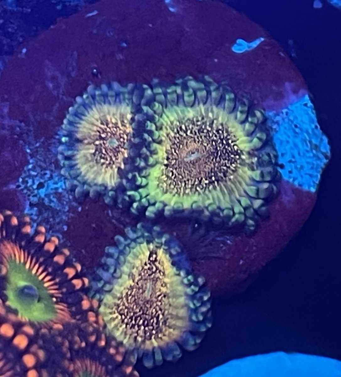 Virginia - Live Goods - Zoas and hammers for sale | Reef2Reef