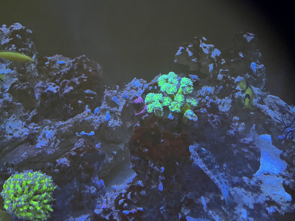 Build Thread - 233 Gallon Custom with Basement Fish/sump Room | Reef2Reef