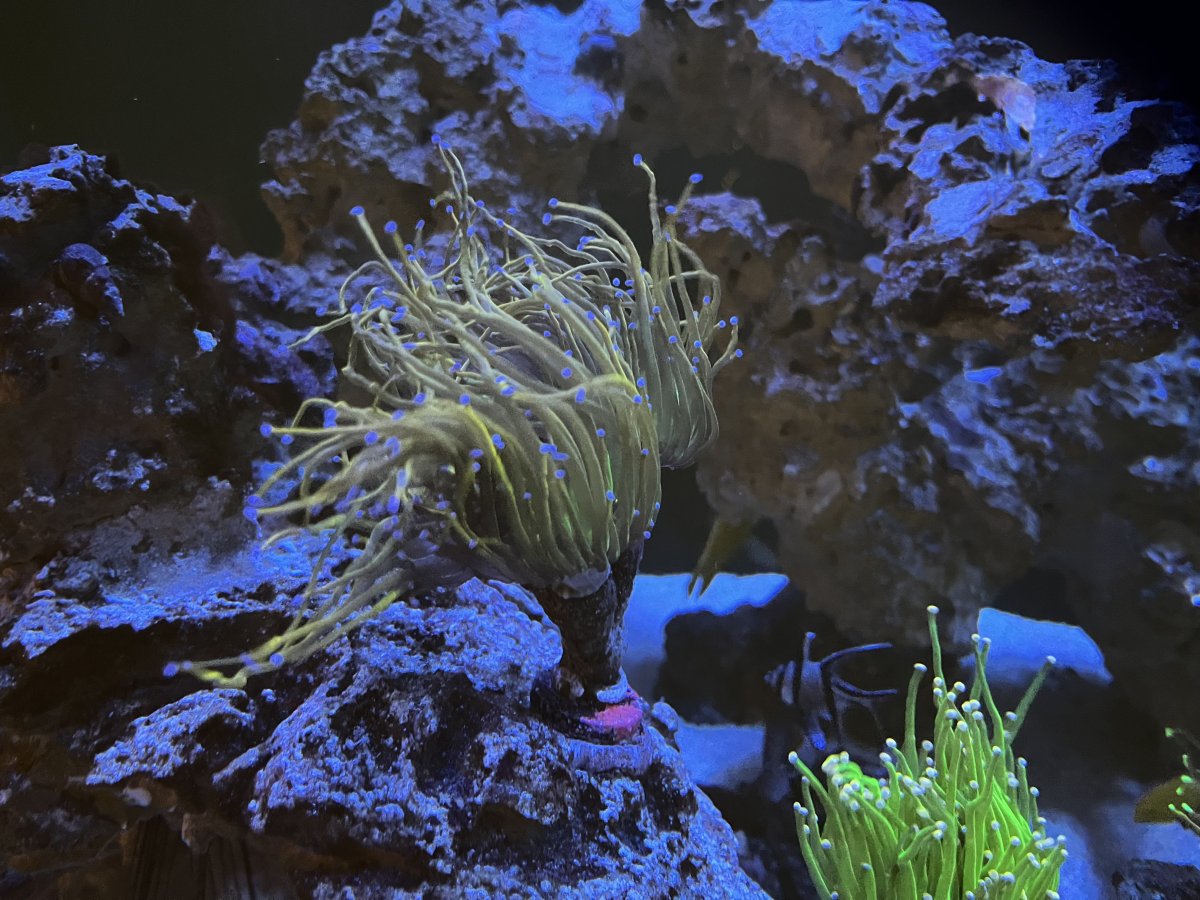 Build Thread - 233 Gallon Custom with Basement Fish/sump Room | Reef2Reef