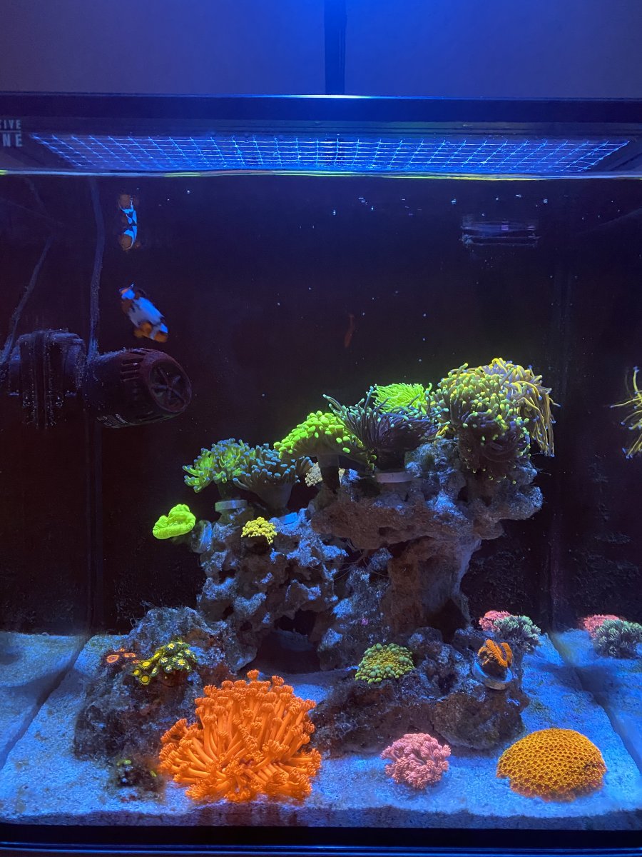 Nano Build - Innovative Marine 15G Journey | Reef2Reef